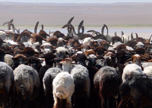 In the background of the photo on the left is the river Amu-Darya ...